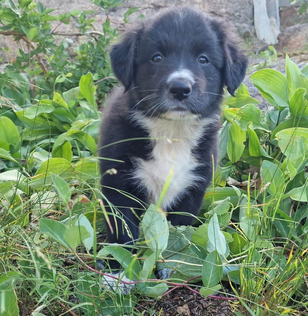 Sporty og intelligente valper fra trygge, kjærlige og kloke foreldre | FINN-torget