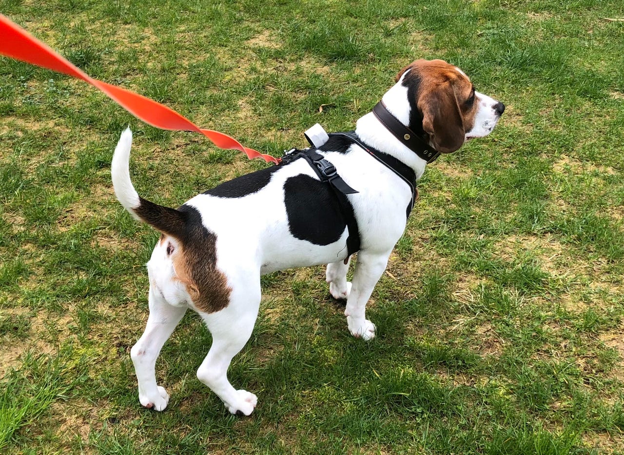 Beagle tispe 1 år | FINN-torget