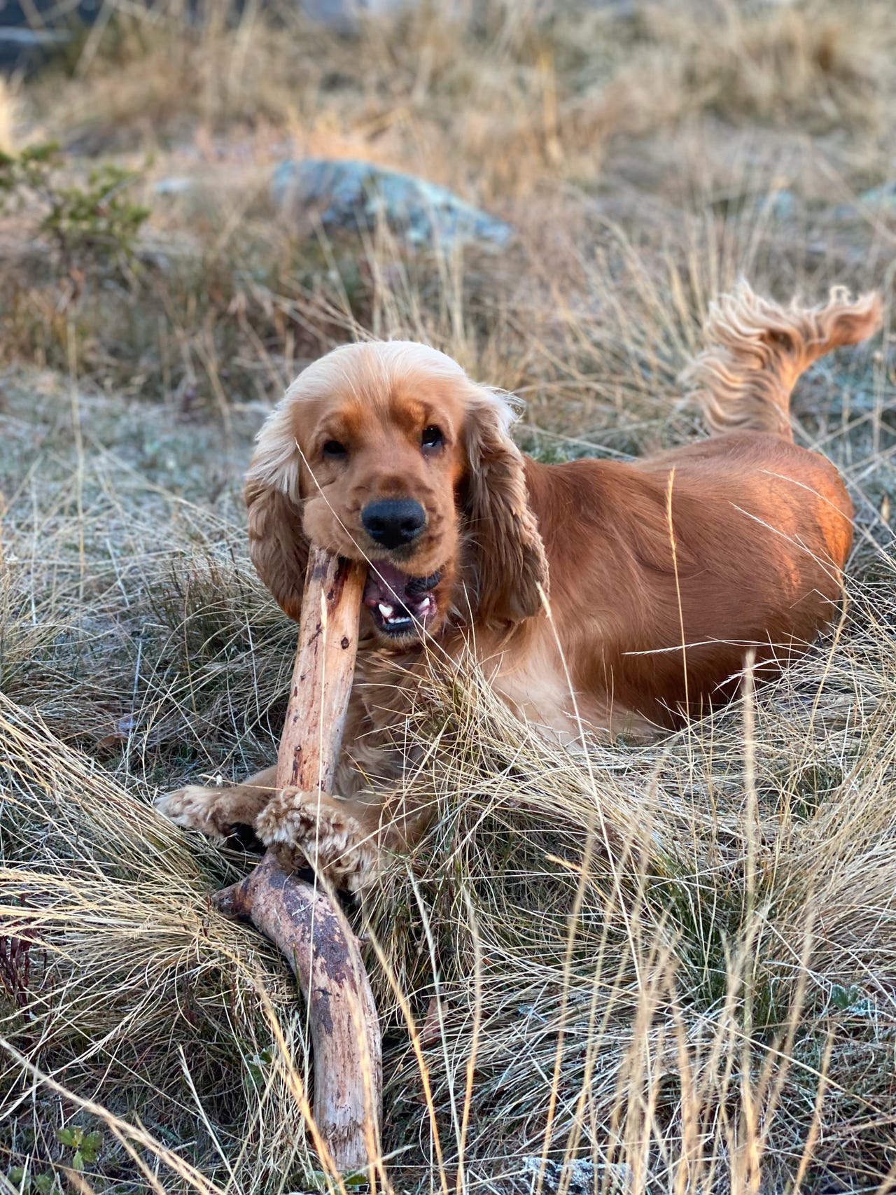 Omplassering hund, Cocker Spaniel | FINN-torget