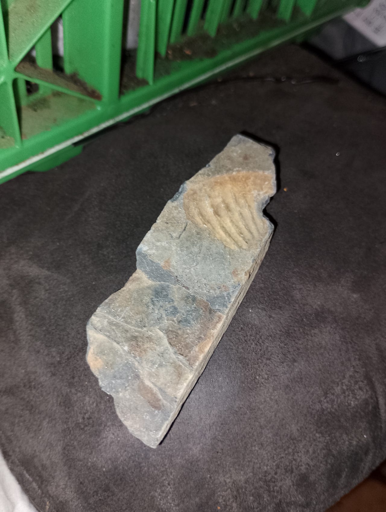 Trilobitt stein med fossil avtrykk | FINN-torget