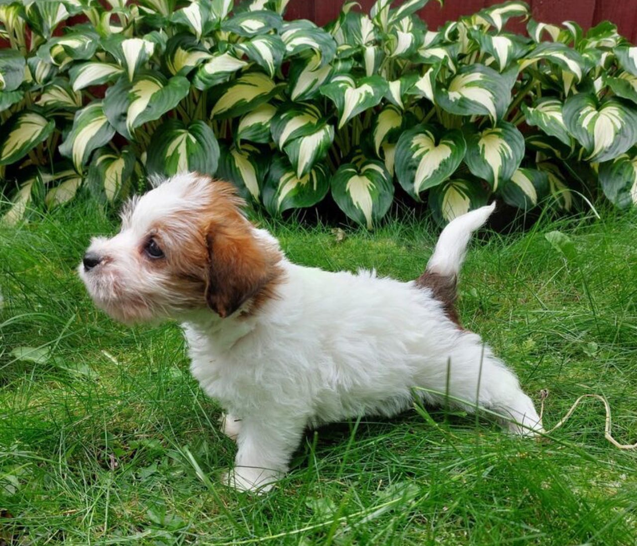 To gutter igjen Jack Russel valper. Leveringsklare i slutten av juli ...