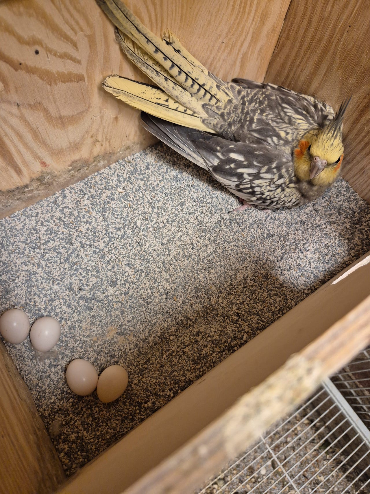 Nymfeparakit | FINN-torget