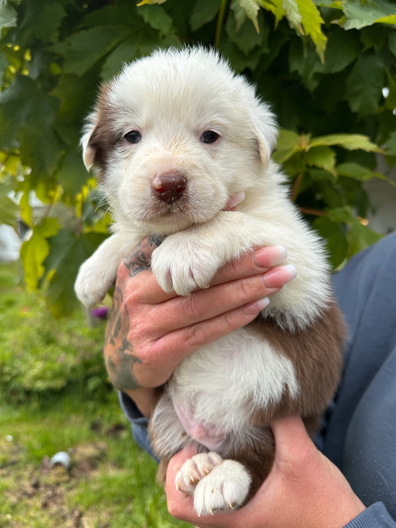 Aussie/Border Collie valp selges | FINN-torget