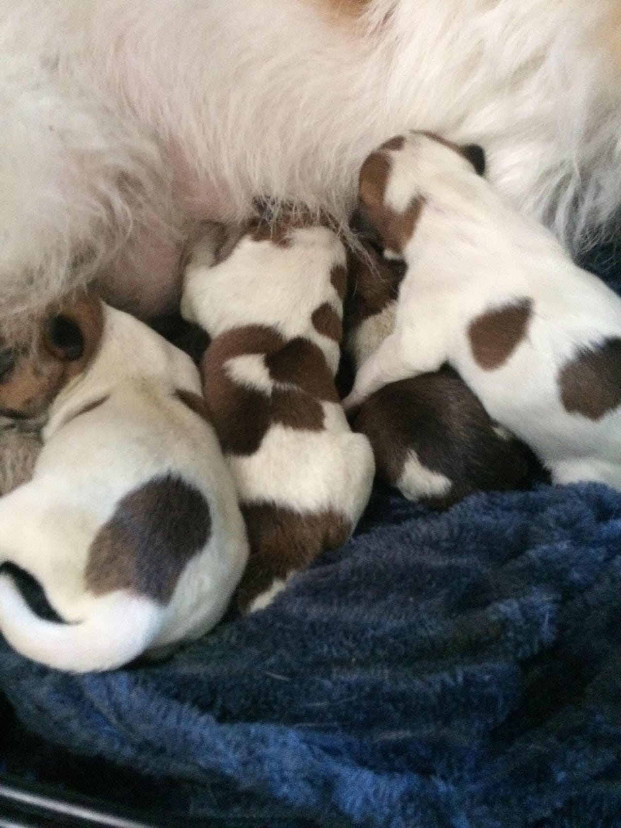 Nydelige Jack Russell valper | FINN-torget