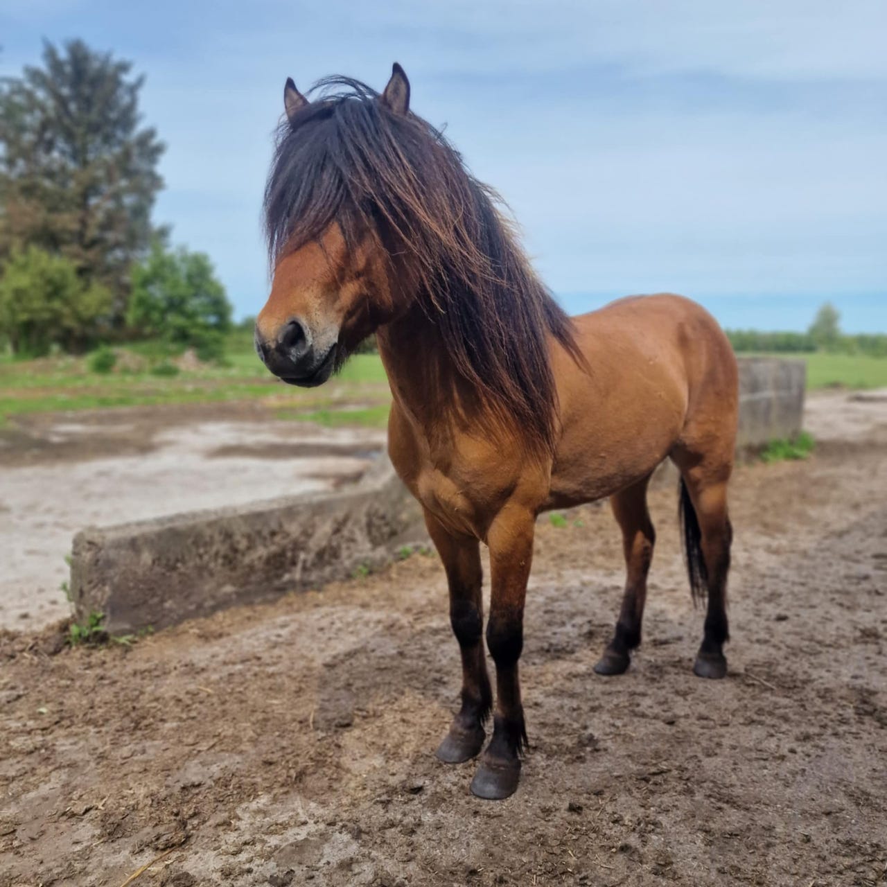 Ási fra Teland | FINN-torget