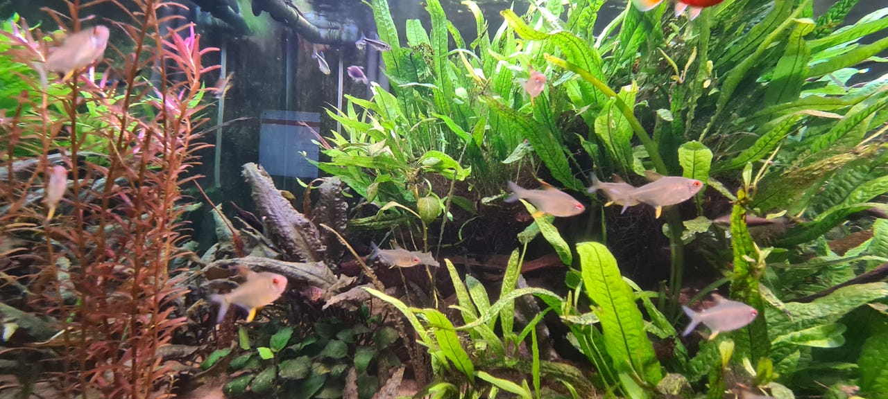 Sitron tetra | FINN-torget