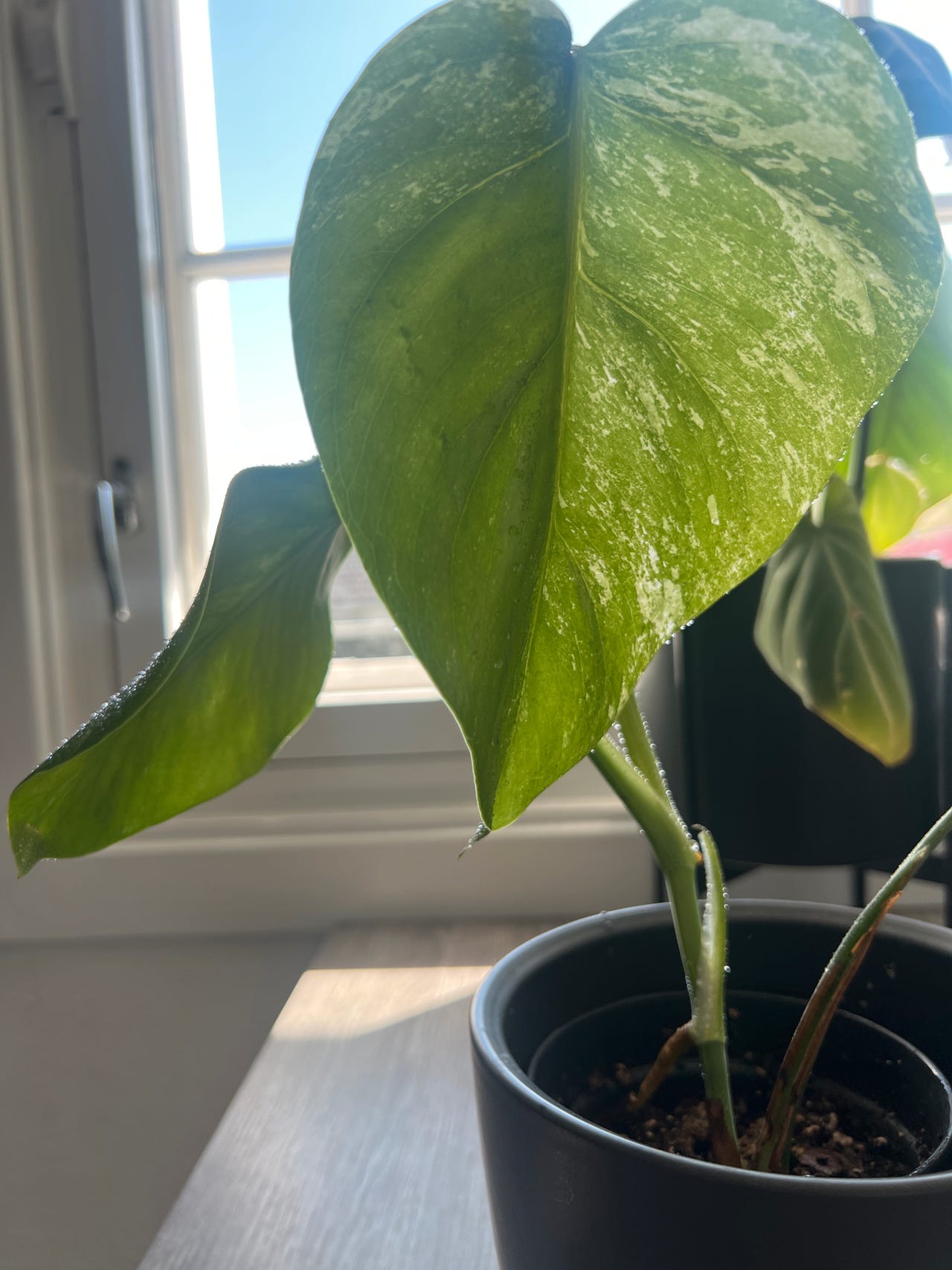Monstera Variegata | FINN-torget