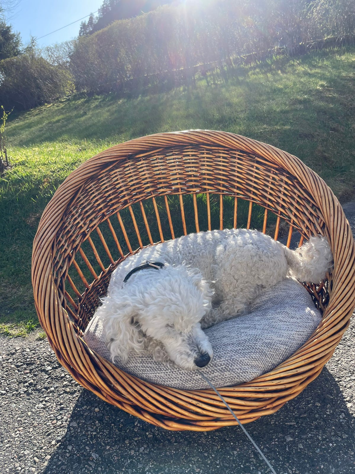 Hunde seng | FINN-torget