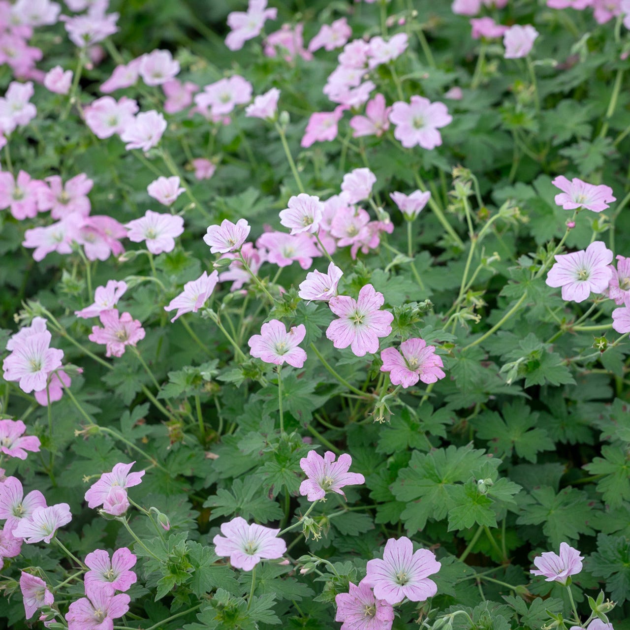 Storkenebb «Geranium Dreamland» - Staude | FINN-torget