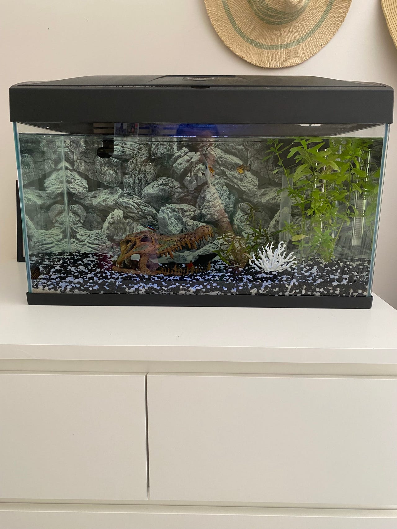 Akvarie | FINN-torget