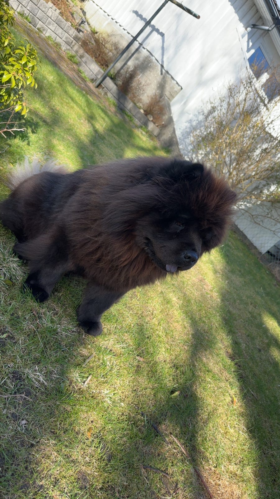 Chow chow tispe | FINN-torget