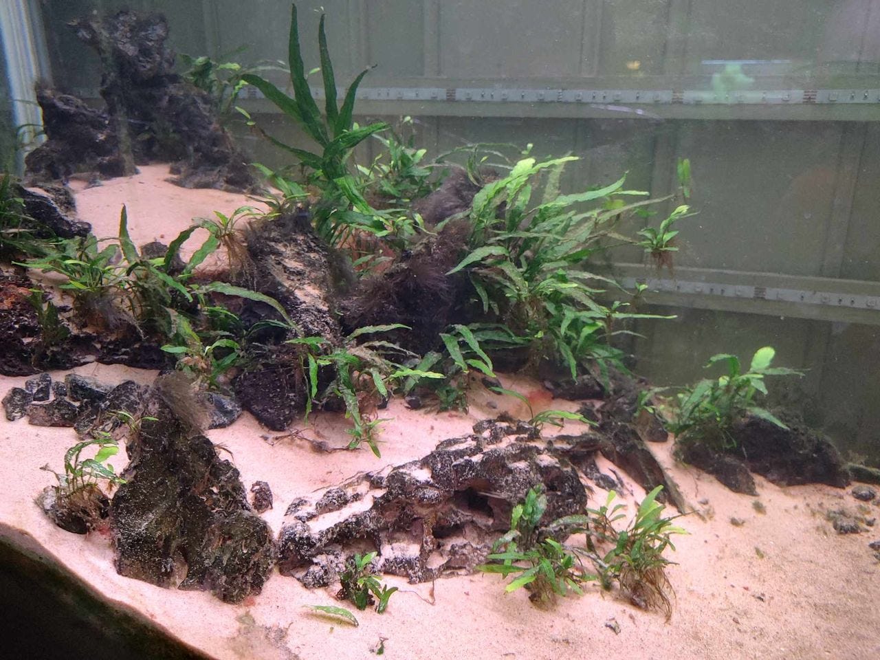 Akvarieplanter selges - Java fern (Leptochilus pteropus) | FINN-torget