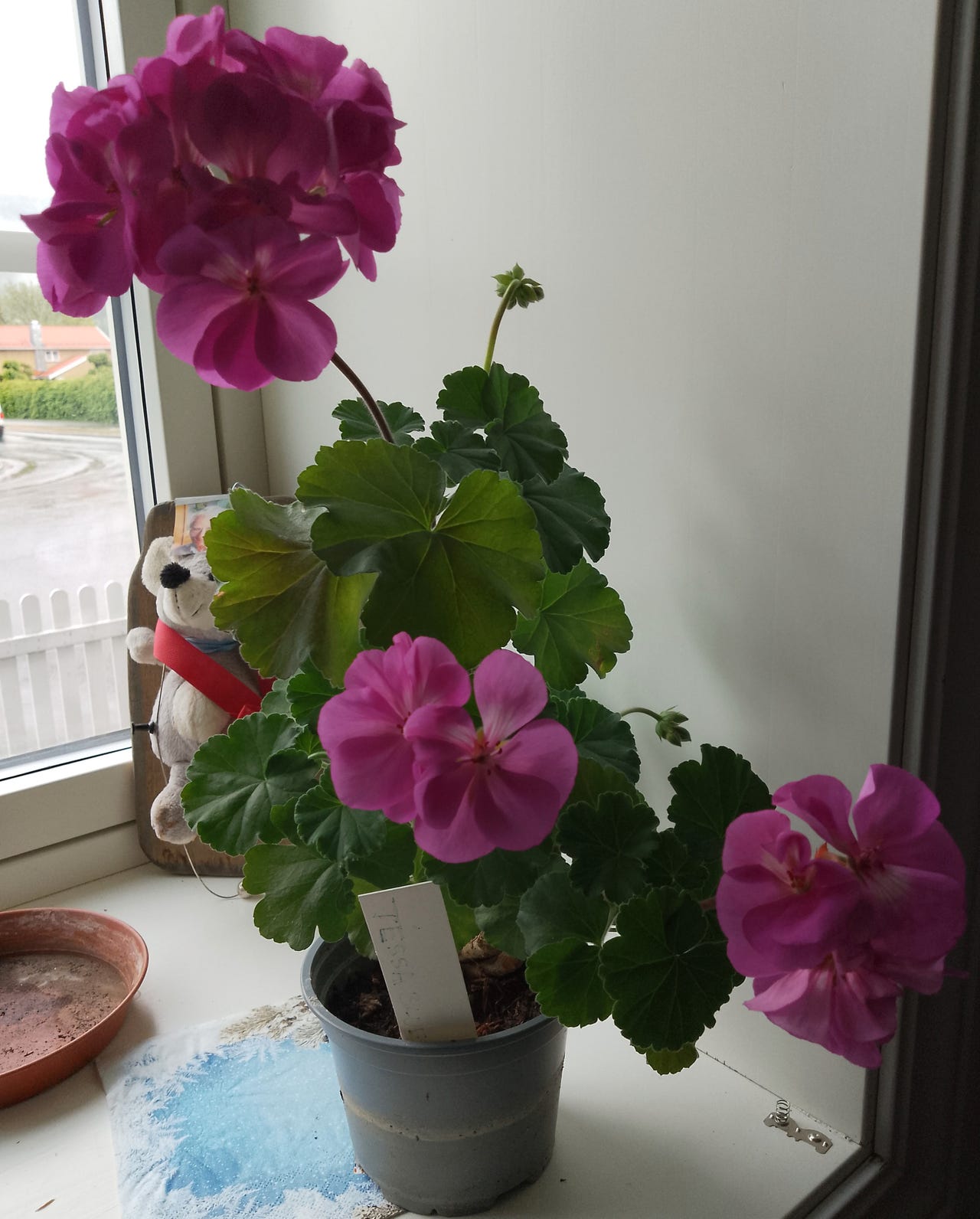 Granium pelargonium. Tessa blue stikling. | FINN-torget
