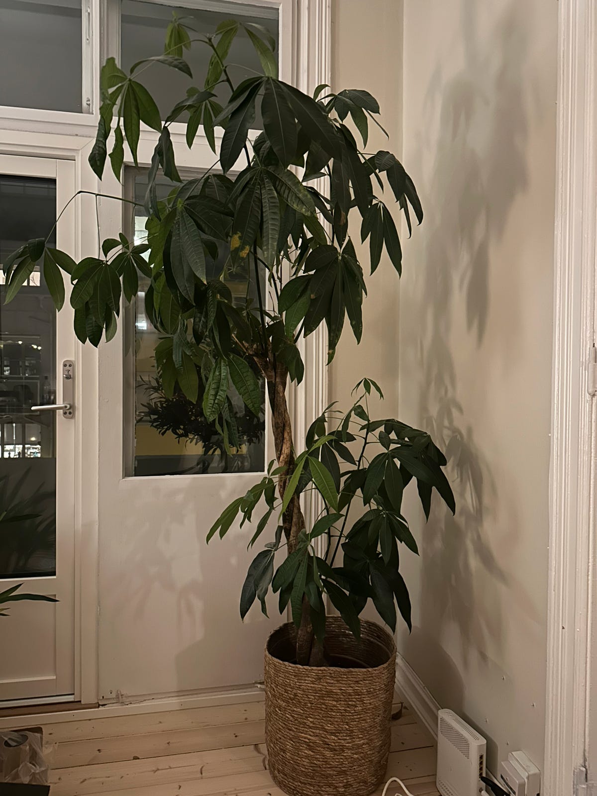 Stor plante på 2.20 meter | FINN-torget