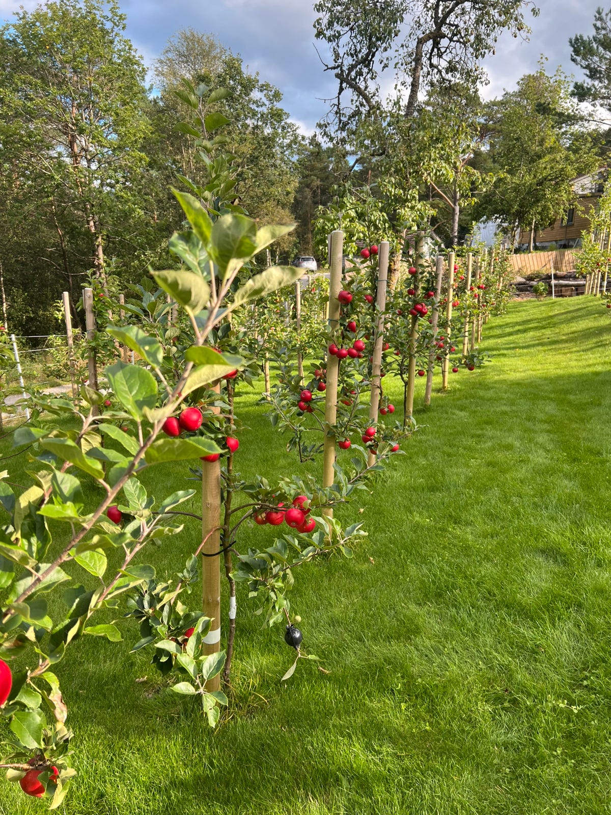 Noen som har epler de ikke høster og vil gi bort mot selvplukk | FINN-torget