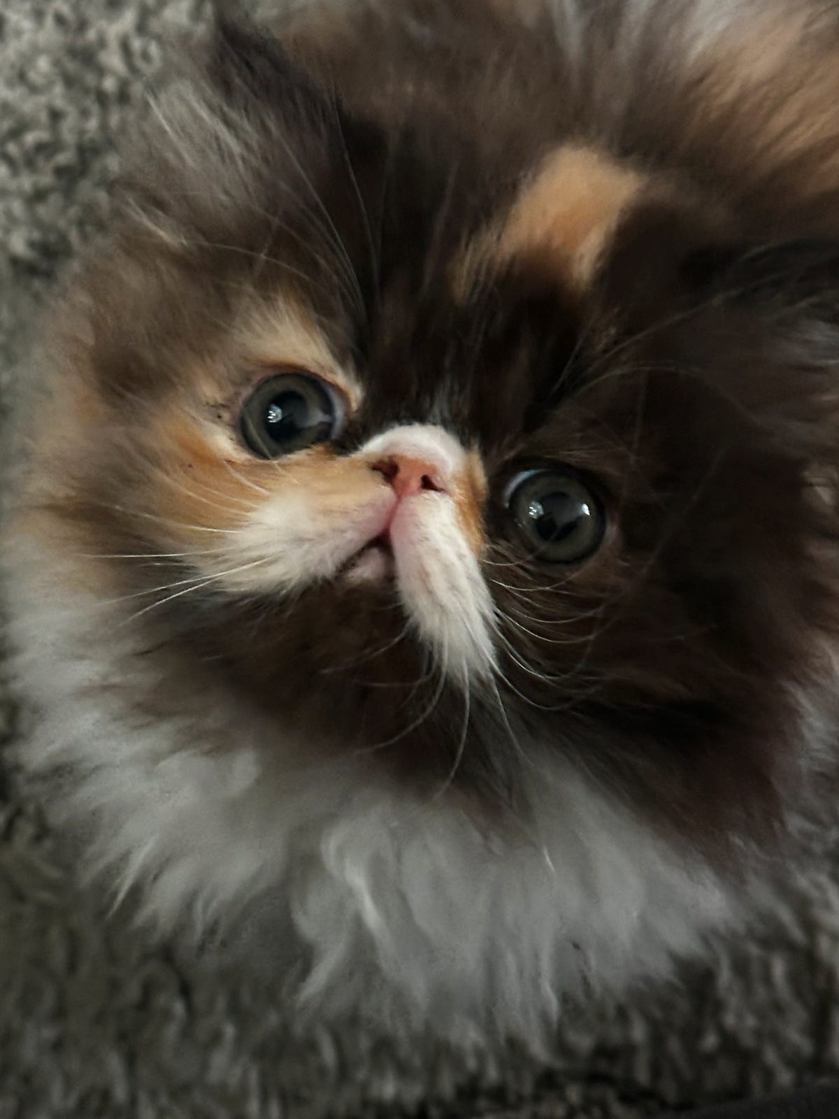 Clara (reservert) Calle (reservert), to nydelige kattunger til salgs ...