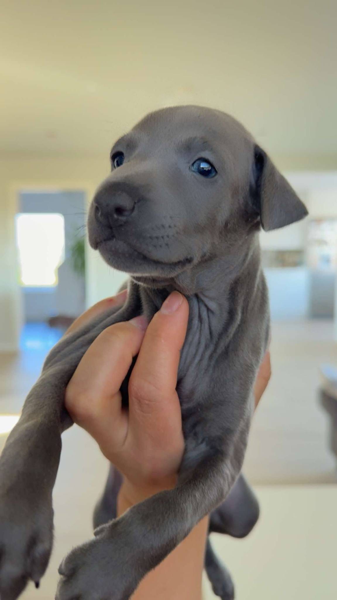 Italiensk mynde valp | FINN-torget