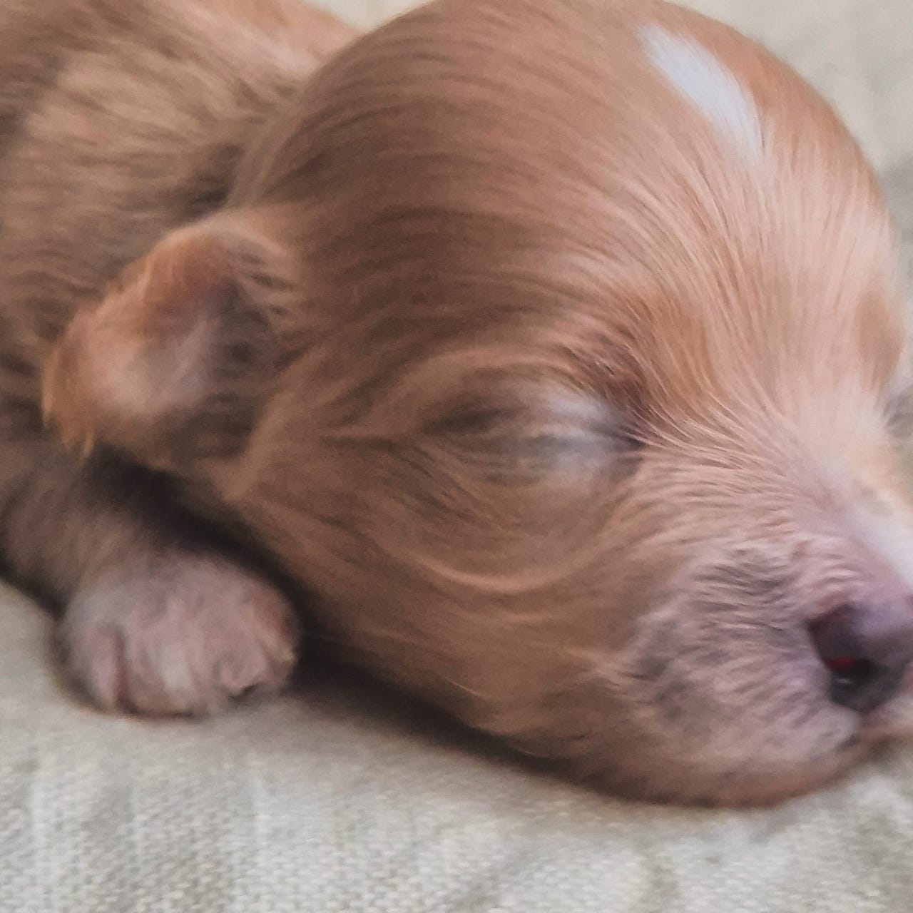 Nydelige havpoovalper | FINN-torget