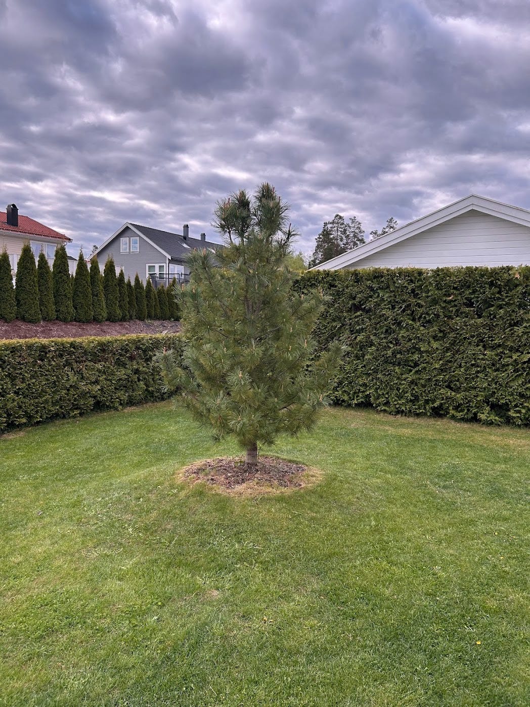 Bosnisk furu tre | FINN-torget