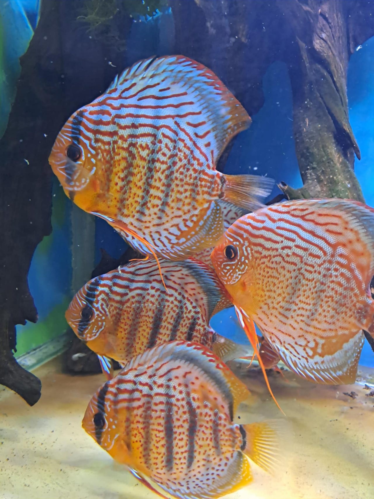 red spotted green discus | FINN-torget