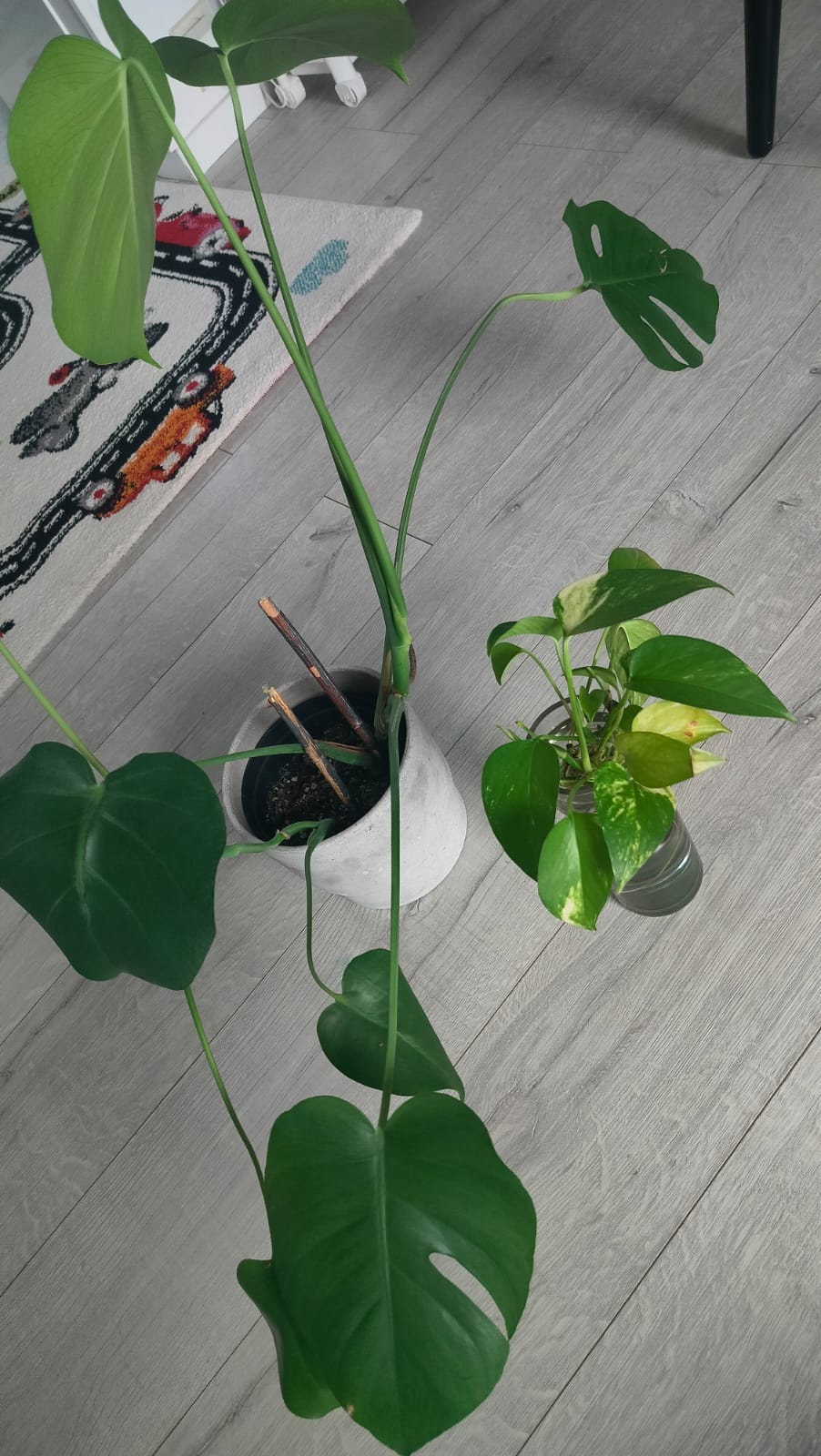 Monstera pothos combo | FINN-torget