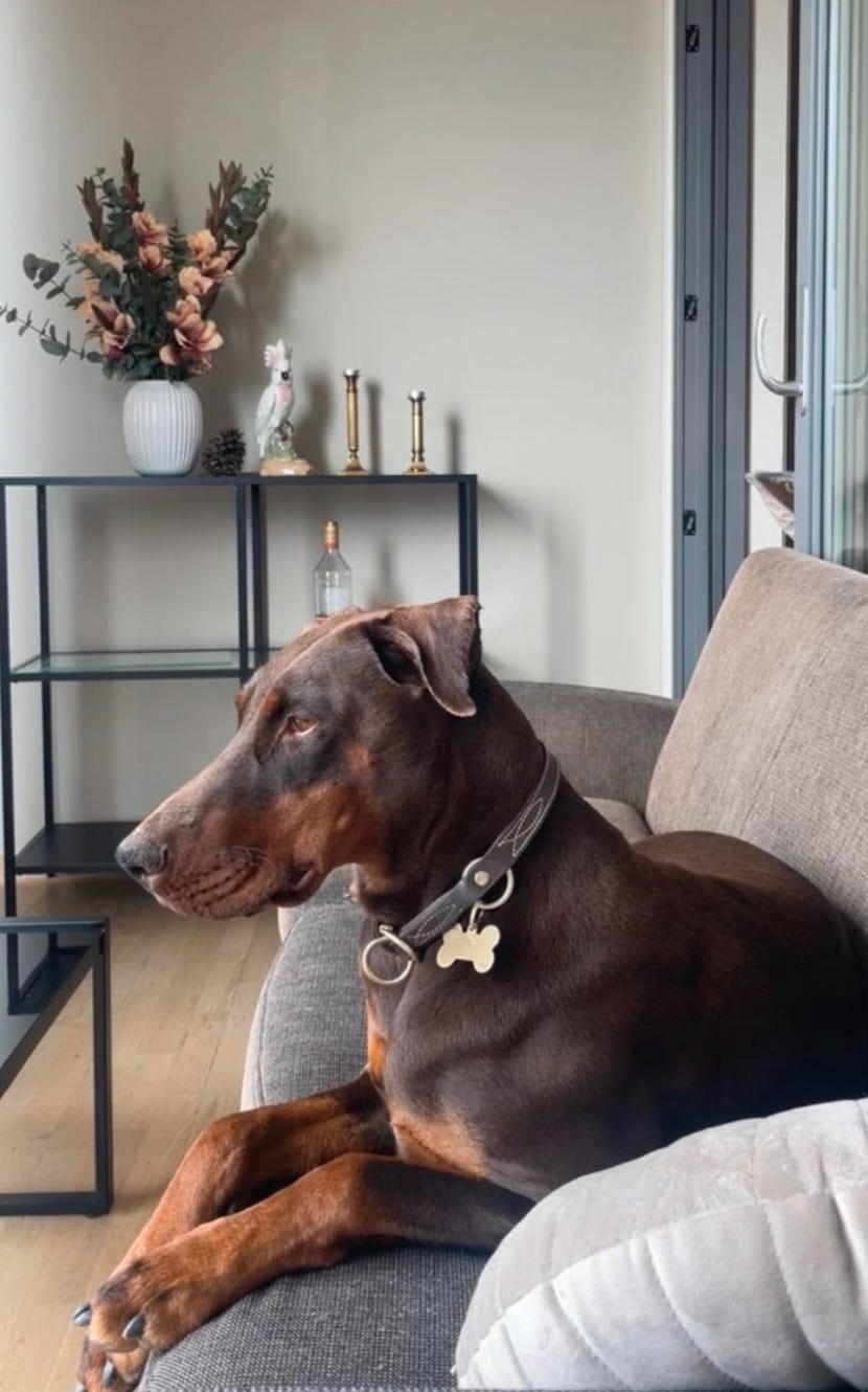 Snill og rolig dobermann tispe trenger pass 07/07-23/07 | FINN-torget