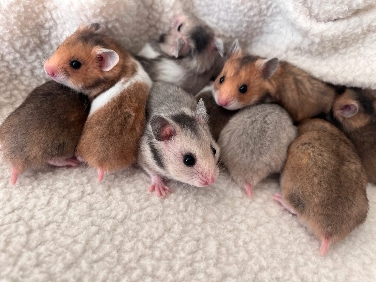 Syriske hamster unger *LEVERINGSKLARE* | FINN-torget