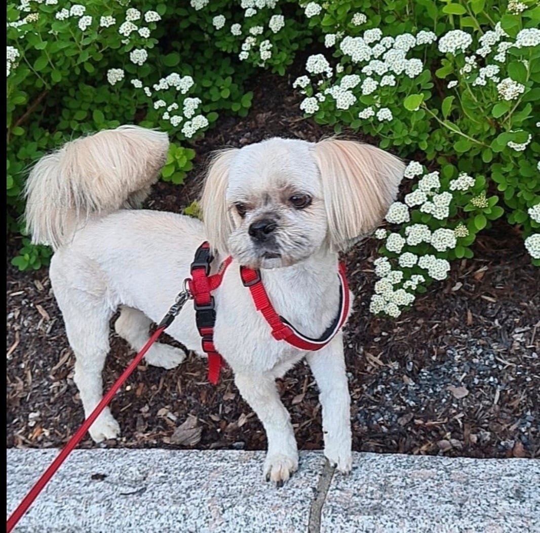 Kosete Lhasa Apso på 9 år søker rolig og kjærlig hjem | FINN-torget