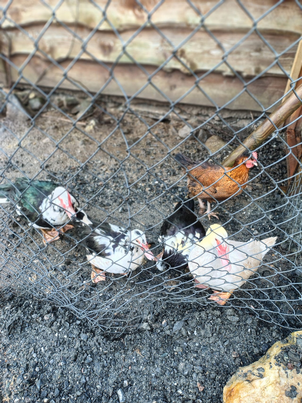 Moskusand unger | FINN-torget