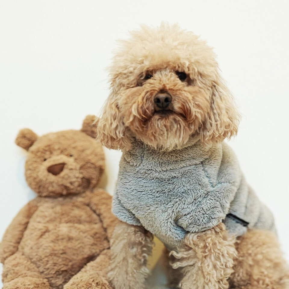 Teddy hundegenser / hundedekken liten hund | FINN-torget
