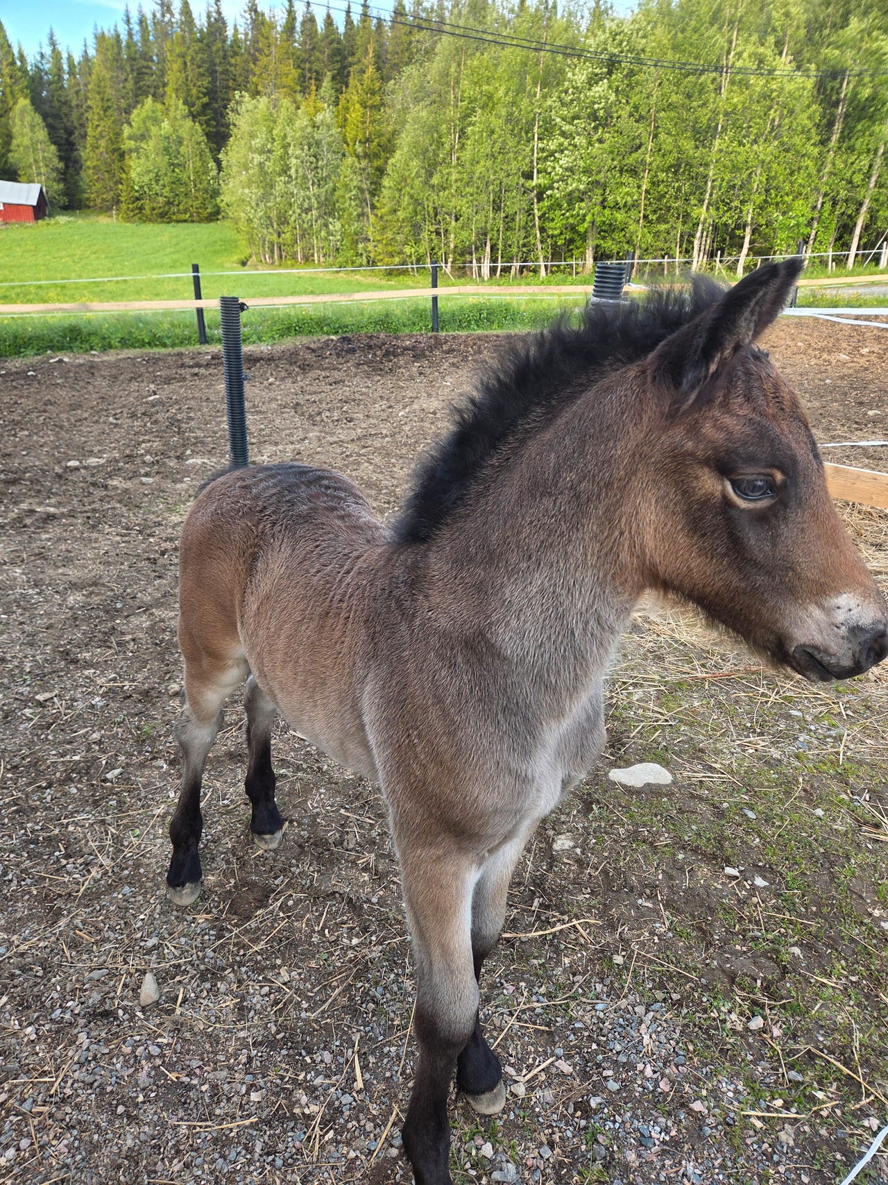 Hingsteføll e. Fagerli Knut | FINN-torget
