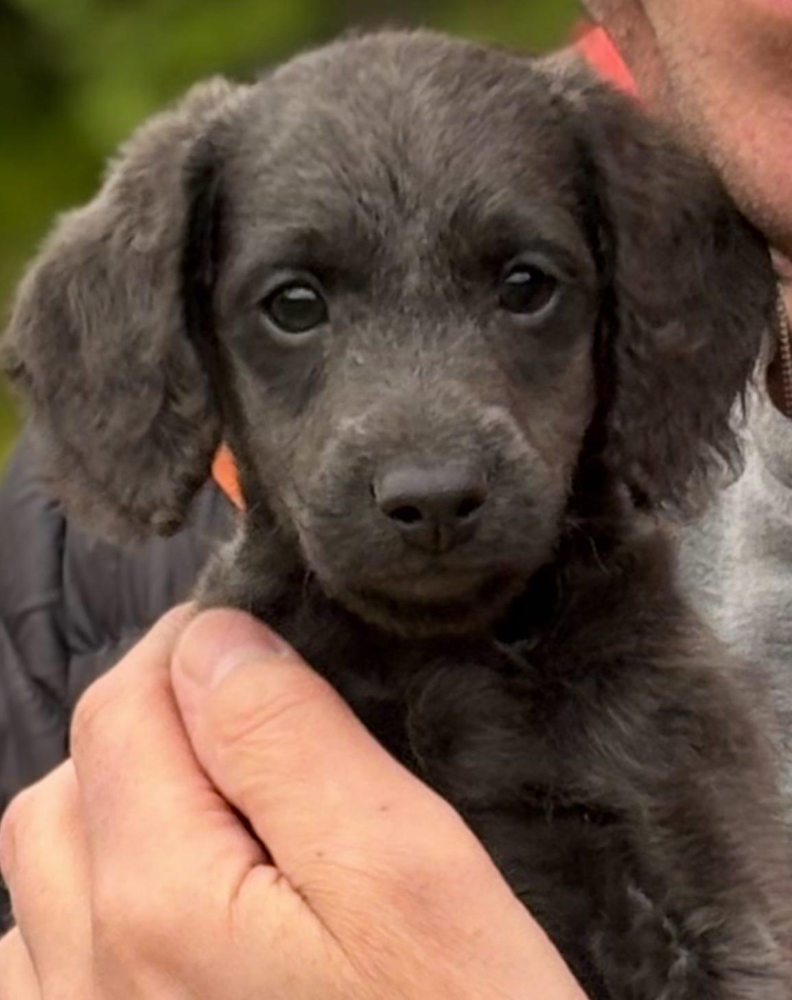 Nydelige original labradoodle valper ;mini/medium) | FINN-torget