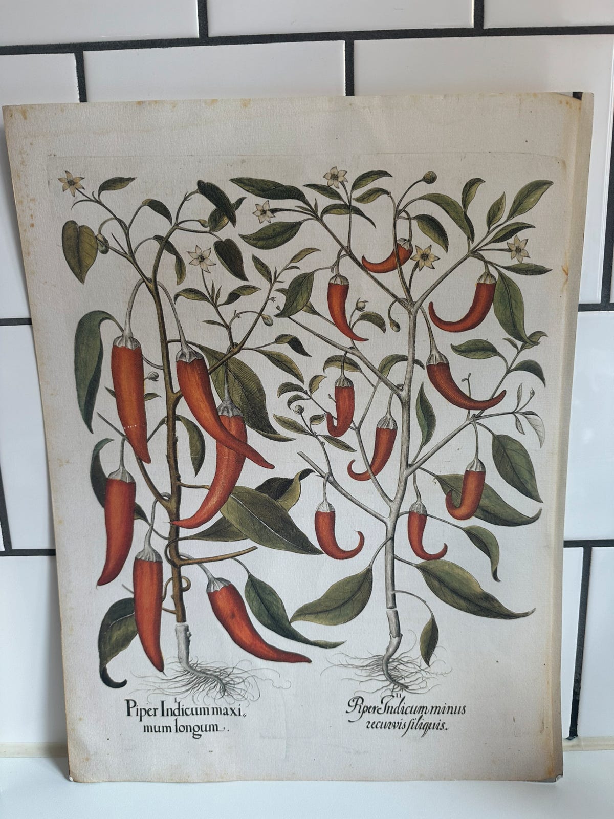 Botaniske trykk / bilder | FINN-torget