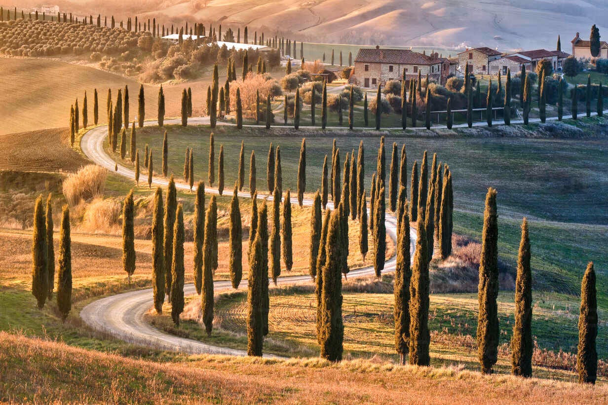 Toscana iteliensk sypress ( Cupressus sempervirens) siste dag 3Juni ...