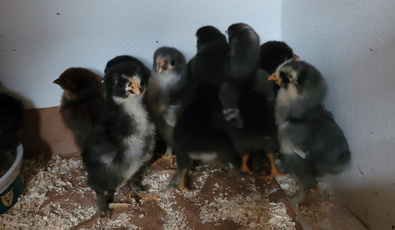 Kyllinger selges | FINN-torget