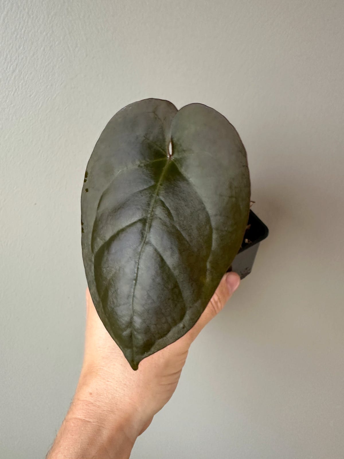 Anthurium crystalmag x sp napo - vakker og mørk! | FINN-torget