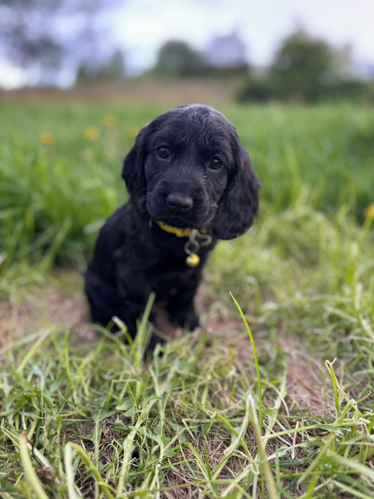 Engelsk cocker spaniel valper, kun 1 igjen! | FINN-torget