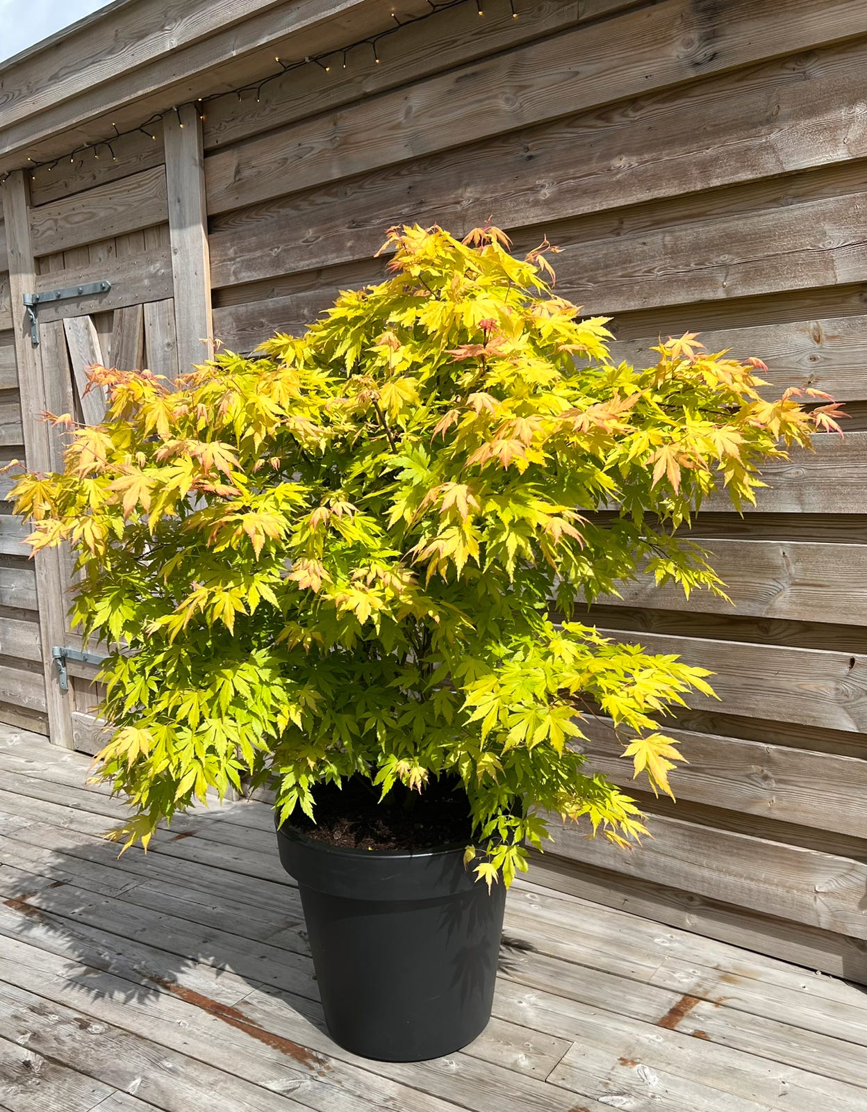 Japansk lønn ‘Orange Dream’ | FINN-torget