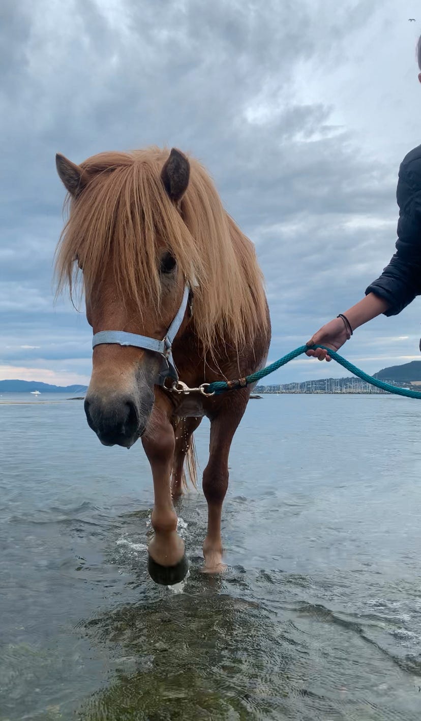 Islandshest vallak | FINN-torget