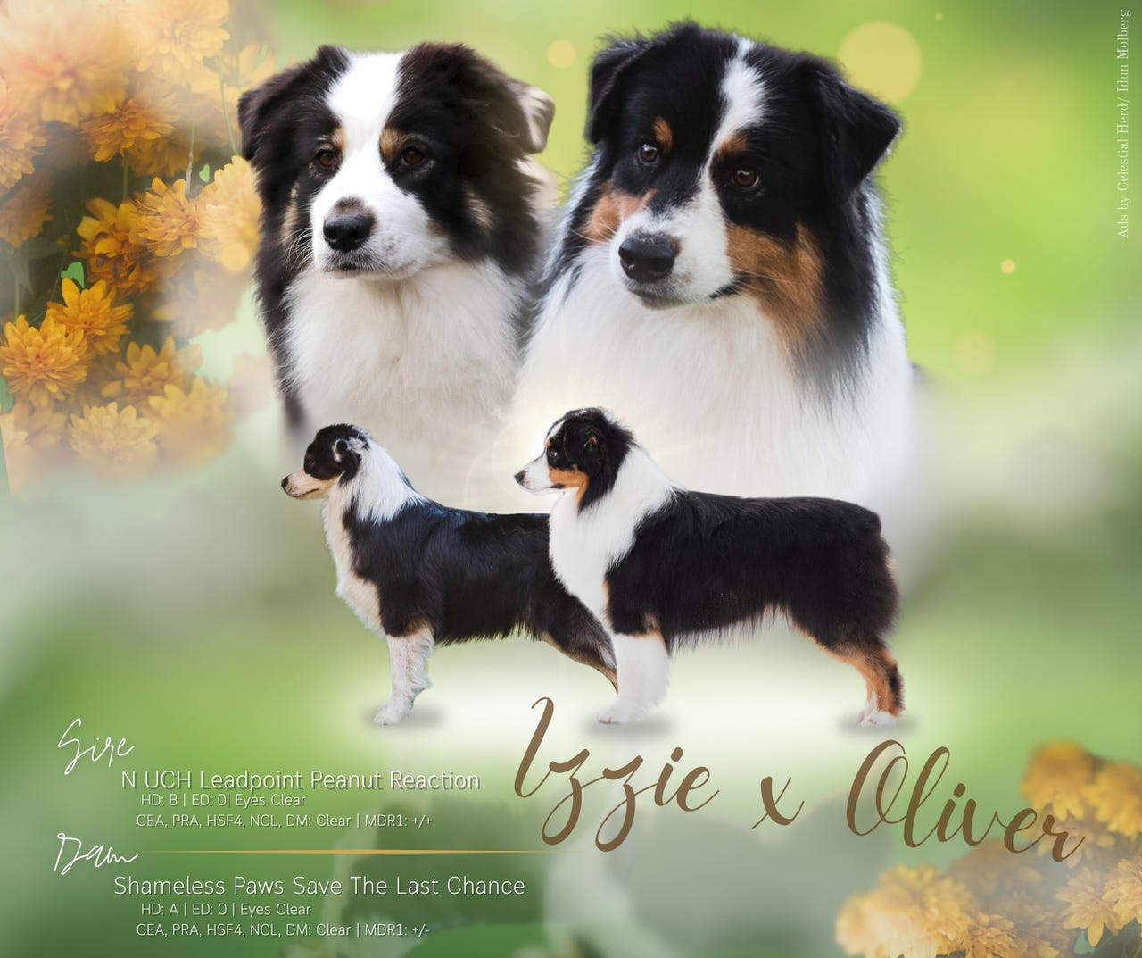 Australian Shepherd | FINN-torget