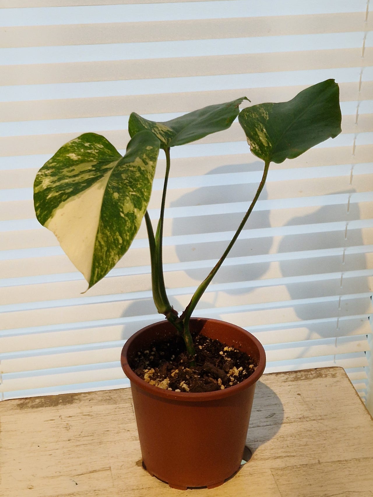 Monstera variegata | FINN-torget