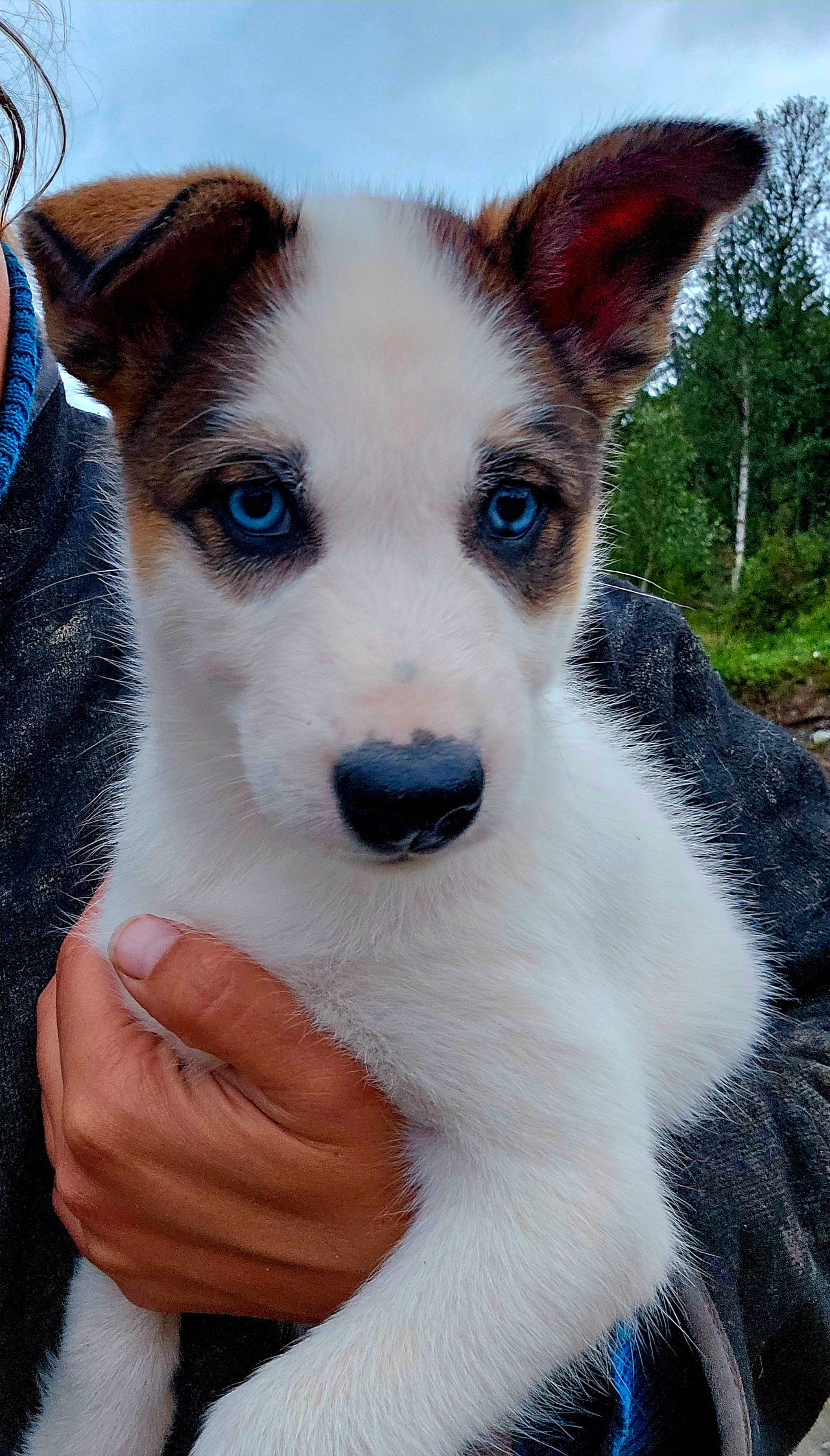 Alaska husky valper av topp langdistanselinjer til salgs | FINN-torget