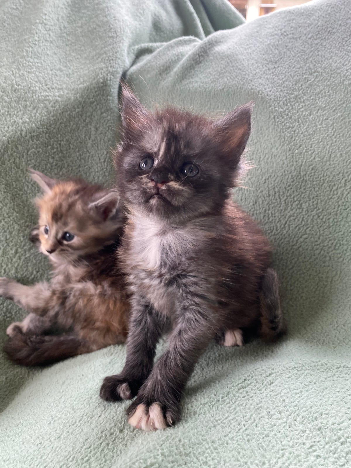 Mibera’s Falabella | FINN-torget