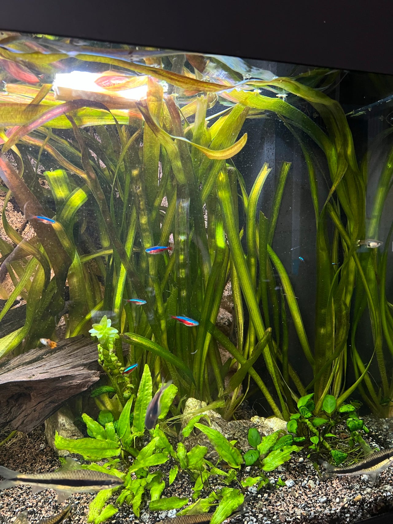 akvarie planter selges | FINN-torget
