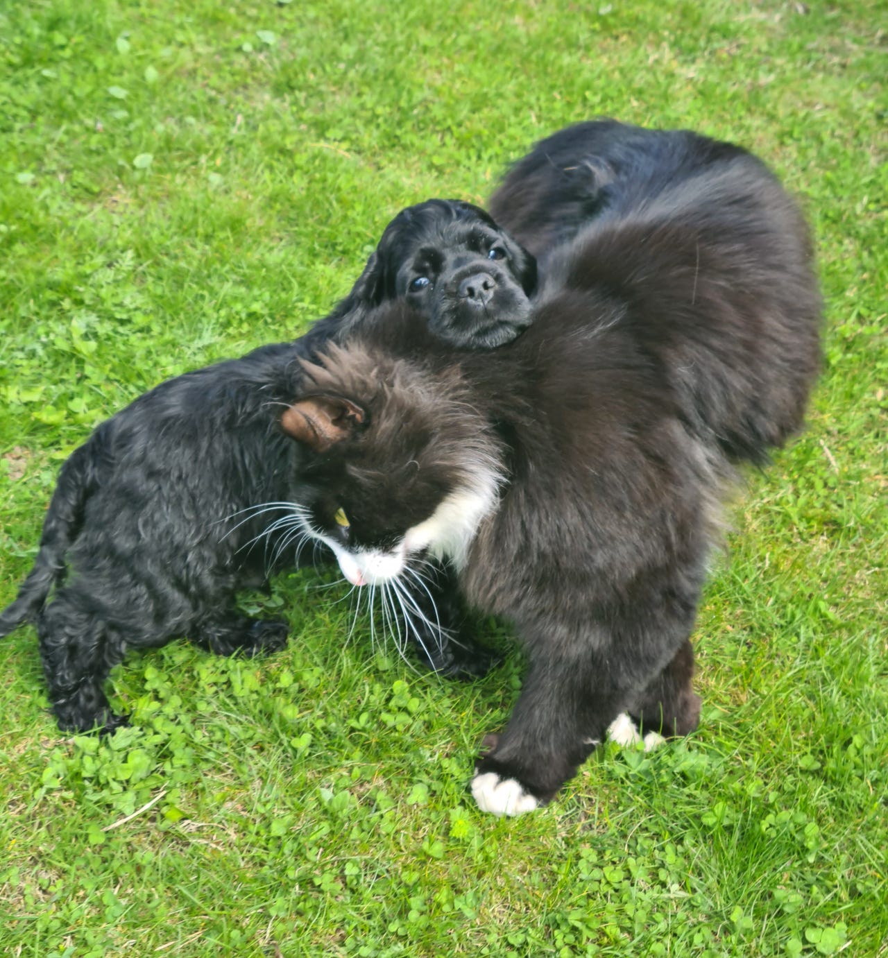 Amerikansk Cocker Spaniel valper. 20 000.- 1 prins ledig. | FINN-torget