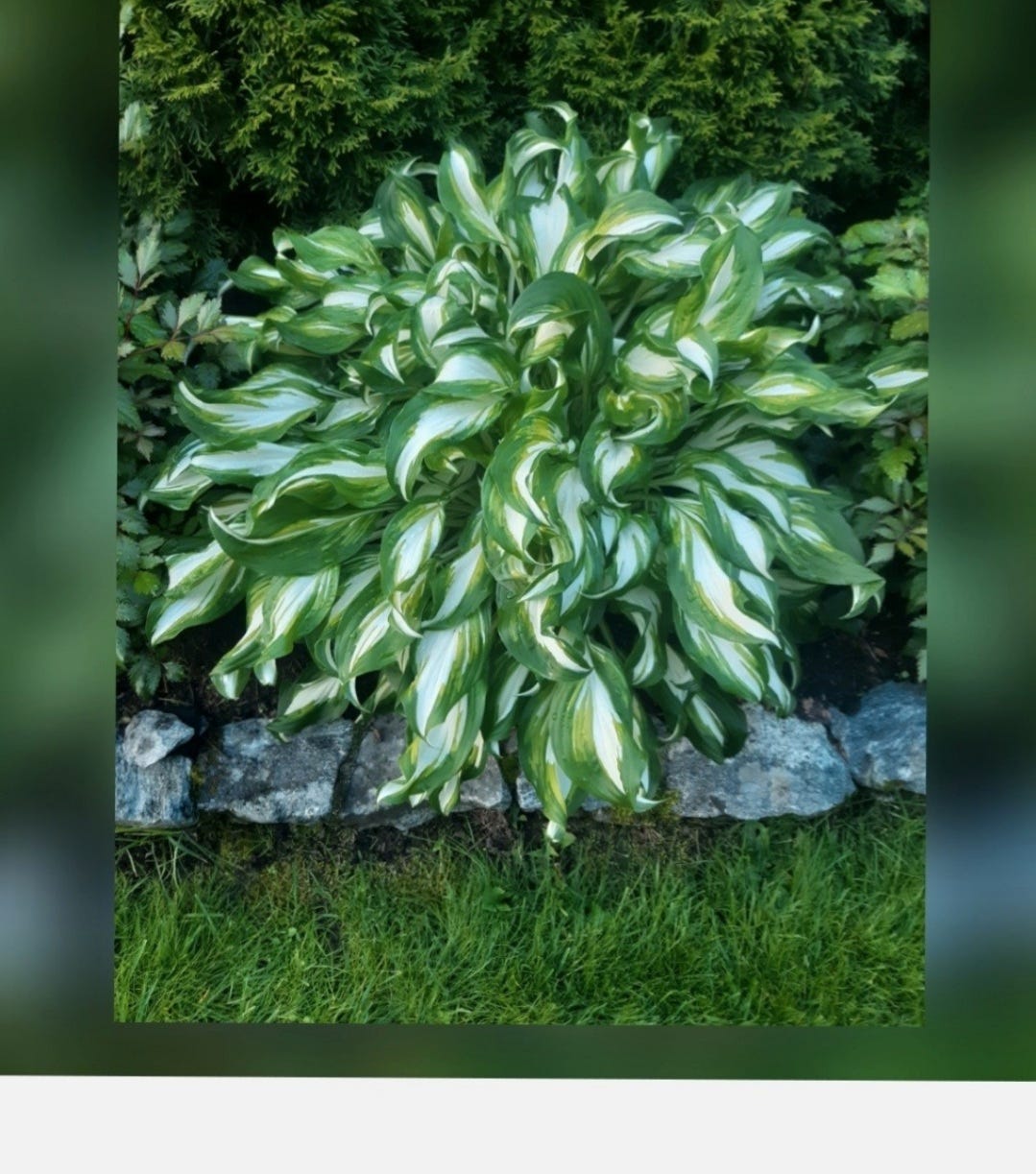 Stor hosta. Variegata. Stauder. Planter. | FINN-torget