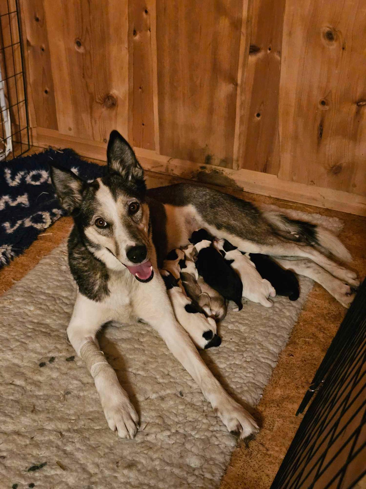 Alaska husky valper til salgs | FINN-torget