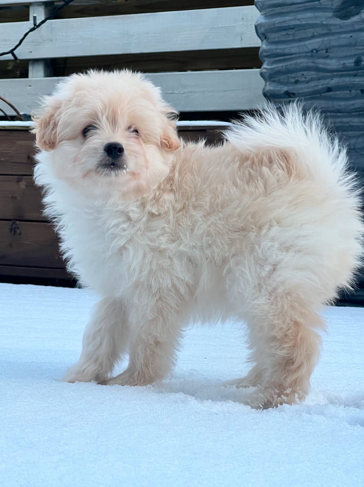 Søte Spitzpoo gutter. Kun en igjen. Leveringsklar. Forsikret i Agria ...