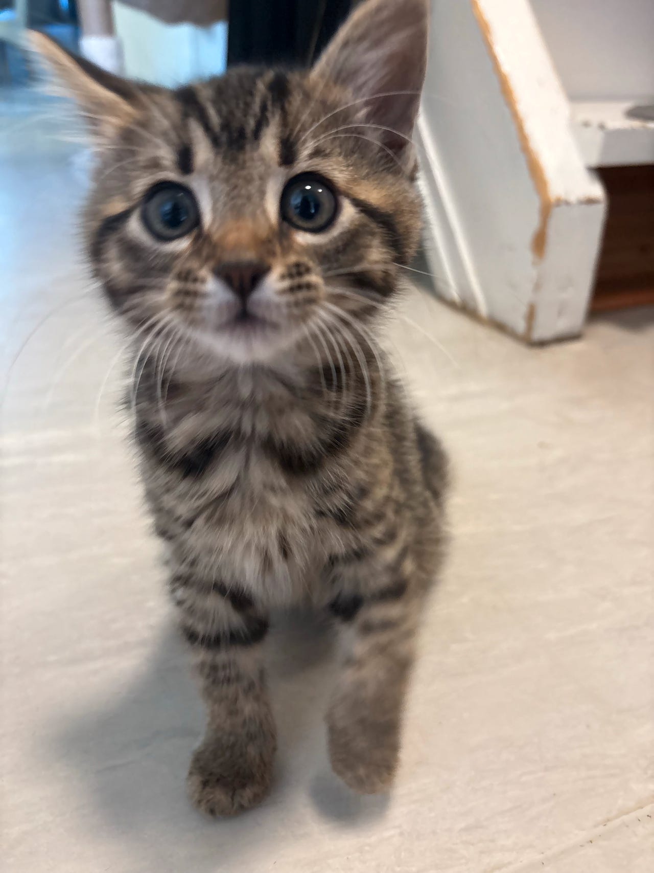 Kattunge | FINN-torget