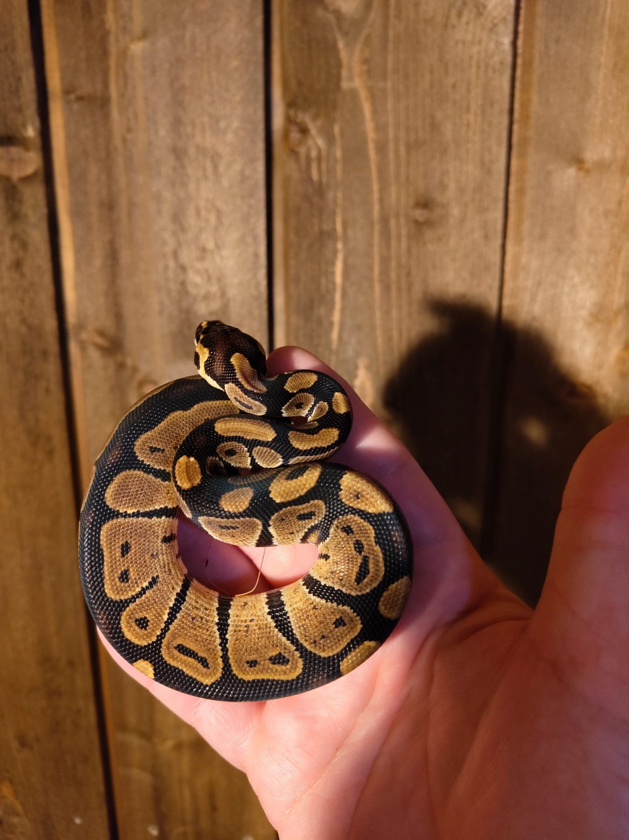 Konge Python. Normal het albino | FINN-torget